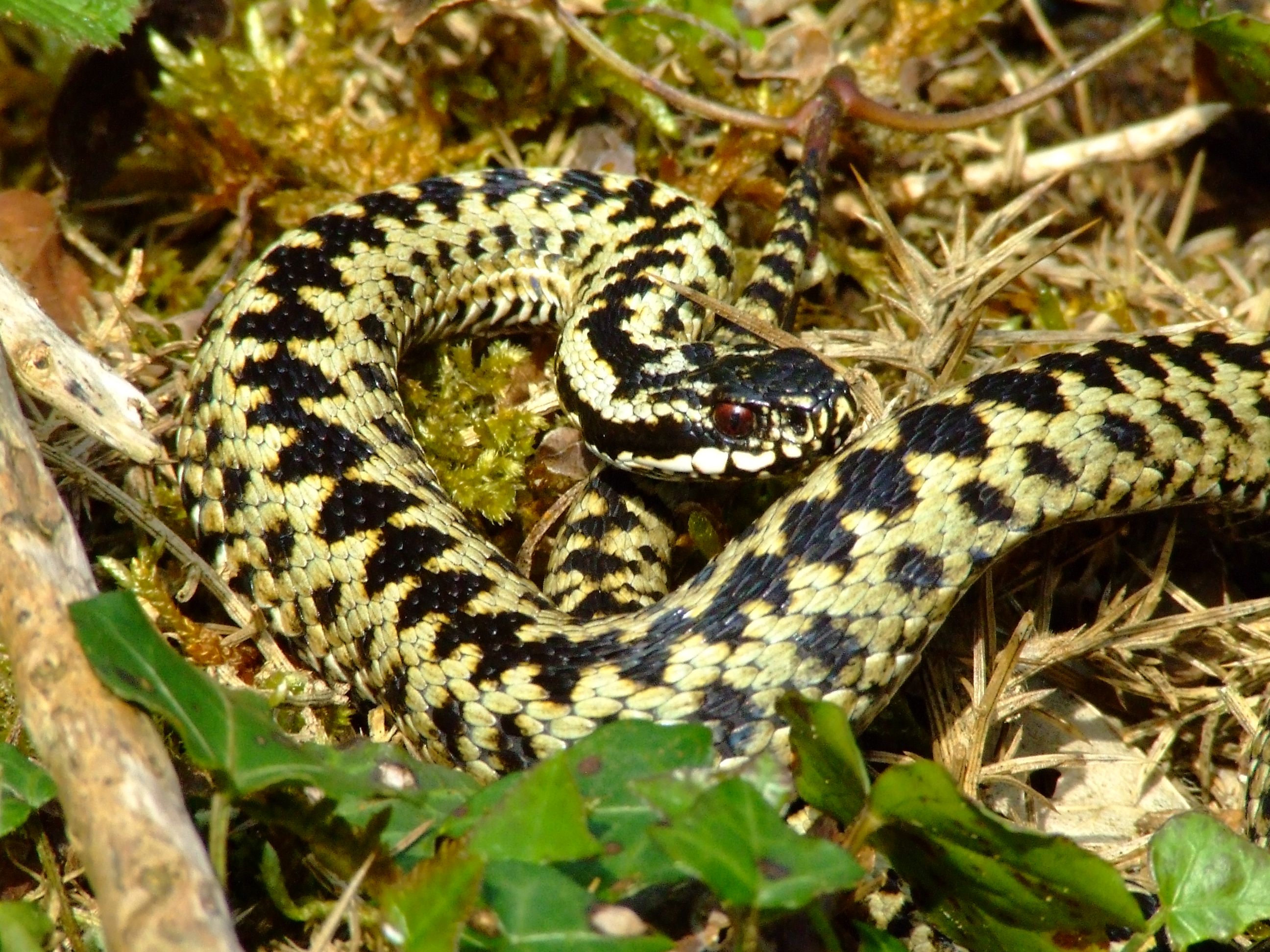 Conservation Genomics of Adders